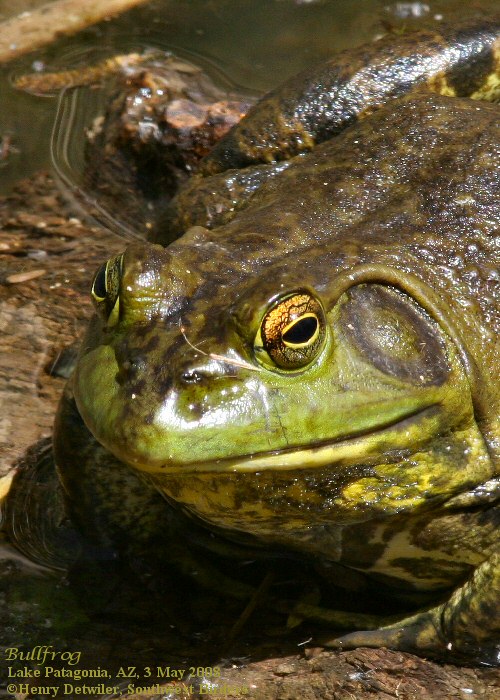 Southwest Birders - Salton Sea & Southeast Arizona, Apr-May 2008
